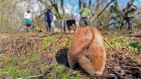 Beavers reintroduced to parts of England and Wales - BBC News