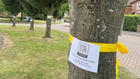 Death sentence for trees in Crick near Daventry is lifted - BBC News