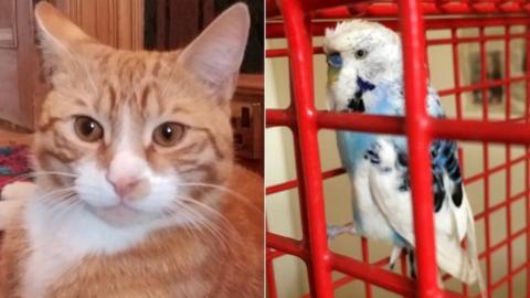 Cat missing for five years reunited with 'elated' family - BBC News