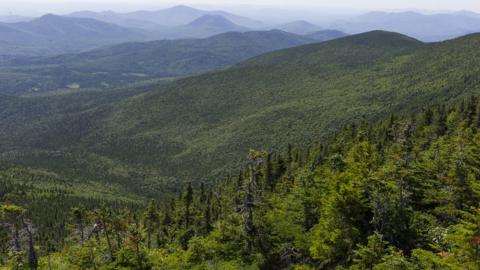 Climate change: trees grow for extra month as planet warms - study ...