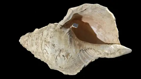 Ancient hunter-gatherer seashell resonates after 17,000 years