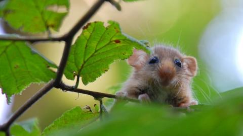 First black dormouse discovered in UK - BBC News