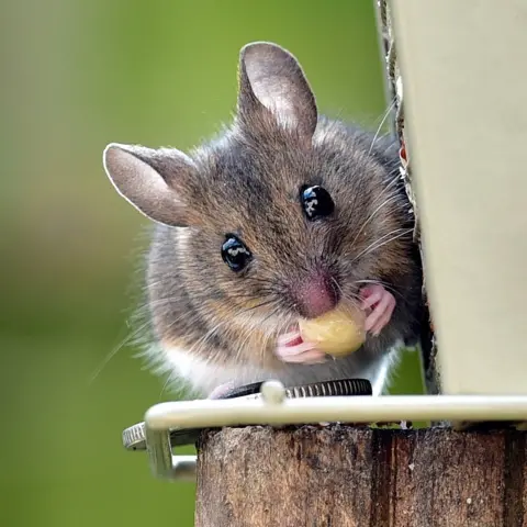 Your pictures of Scotland 26 June - 3 July.