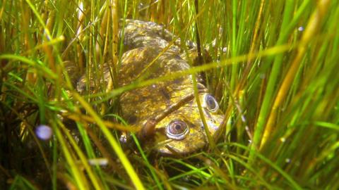 Lake Titicaca giant frog: Scientists join forces to save species - BBC News