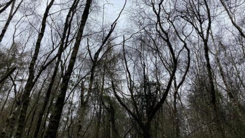 Body in the tree murder explored in BBC Sounds podcast - BBC News