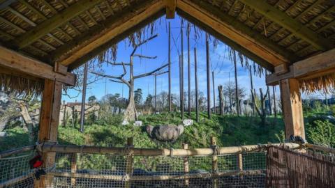 Chester Zoo 'playground' for orangutans and gibbons opens - BBC News