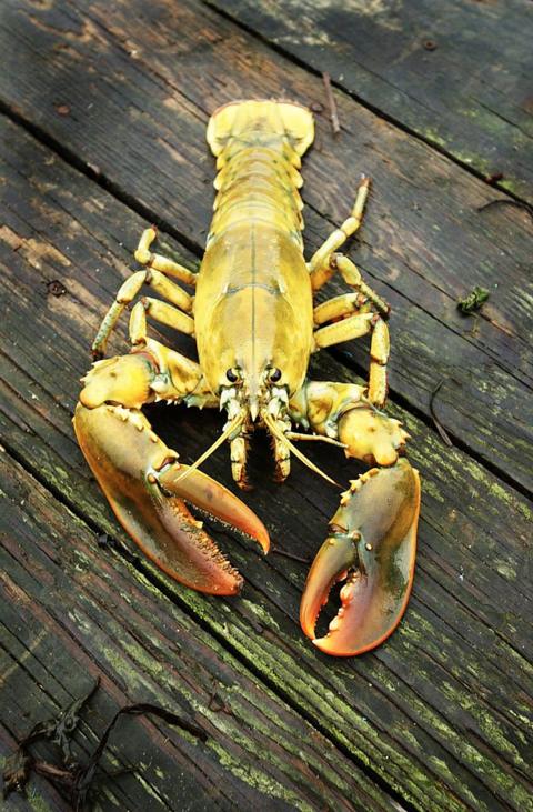 Blue lobsters: What is the rare type of crustacean? - BBC Newsround