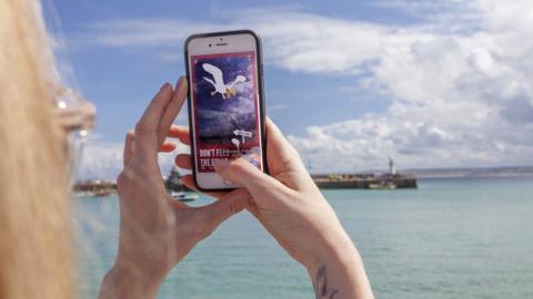 Seagull attacks: Does the UK have a problem? - BBC News