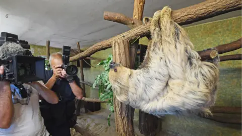 Germany celebrates world's oldest sloth