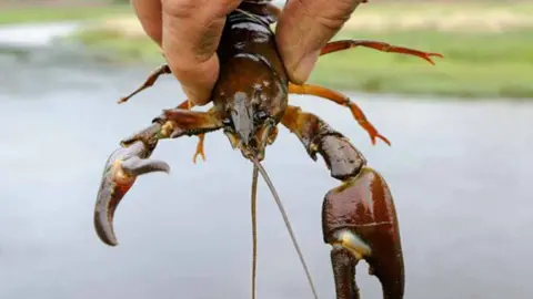 Pond at Ballachulish 'free' of invasive crayfish