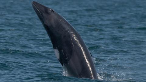 Minke whale seen leaping from water off Scarborough - BBC News