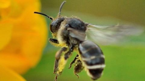 Rare species found at London Olympic Park - BBC News