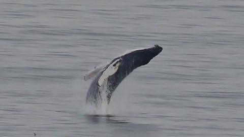 Pictures show humpback whale breaching in Firth of Forth - BBC News
