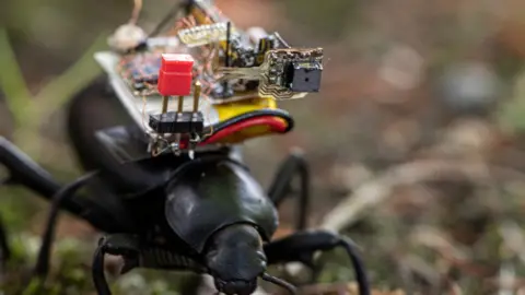 Beetle-mounted camera streams insect adventures