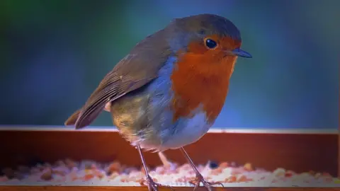 Your pictures of Scotland: 13 - 20 December