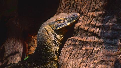 Australia bushfires: Which animals typically fare best and worst? - BBC ...