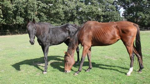 Pregnant horses and foal rescued from slaughter in Norfolk - BBC News