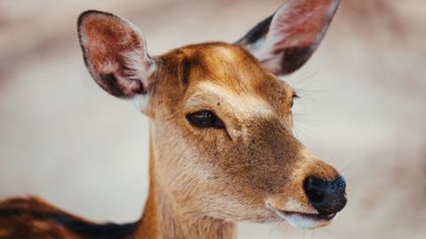 Australia deer attack kills man and injures woman - BBC News