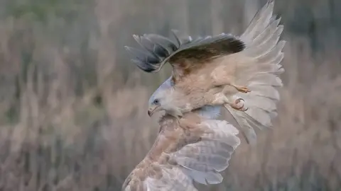 Red kites: White leucistic bird visit Powys farm