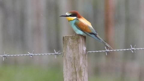 Rare bee-eater birds at Cumbrian quarry attract thousands - BBC News