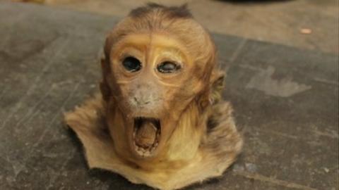 Taxidermist sold pickled lizards and monkey heads on eBay - BBC News