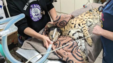 ‘Kucing Kokain’: Seekor kucing serval liar dinyatakan positif narkoba ...