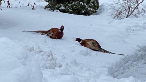 UK weather: Snow across England and Scotland in pictures - BBC News