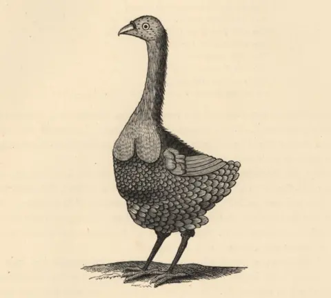 The other Dodo: Extinct bird that used its wings as clubs