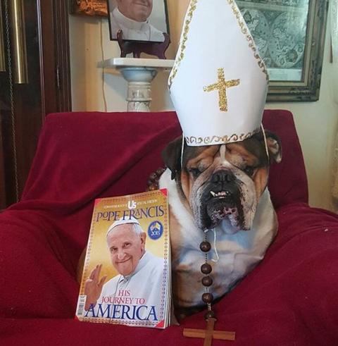 'Pope dogs' craze triggered by papal visit - BBC News