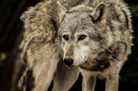 The place where wolves could soon return - BBC News