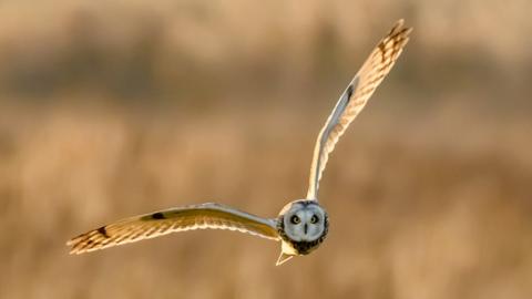 Daniel Hauck: 'I'm inspired by photographing wildlife around me' - BBC News