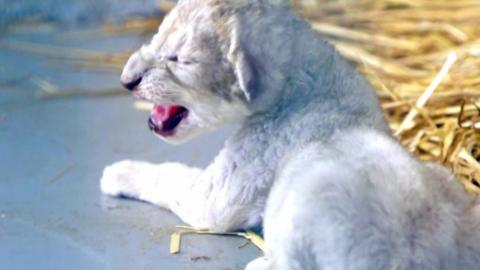 How animals in Ukraine are being rescued during war - BBC News