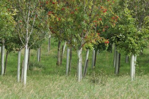 Trees that fell in UK storms given new life - BBC Newsround