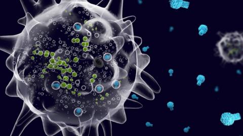 Qué son los pandoravirus y por qué algunos científicos dudan de que en ...