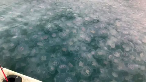 Thousands of jellyfish spotted off fisherman's boat in Dorset