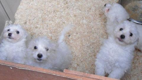 Uxbridge vet Daniel Doherty jailed for helping puppy gang - BBC News