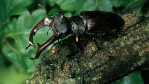 Poll launched to find UK's favourite insect - BBC News