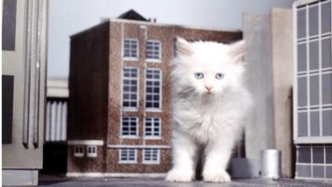 Goodies fans choose Kung Fu Kapers as favourite episode - BBC News