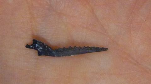 Researchers discover 'dinosaur stomping ground' on Skye - BBC News