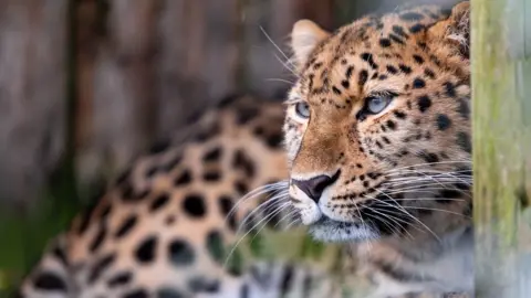 Smarden: Endangered leopard arrives in Kent for breeding