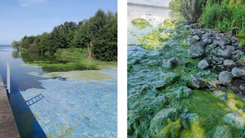 Learning toxic algae lessons for Lough Neagh from across the pond - BBC ...