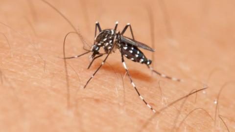 Zika virus 'no longer an emergency' - WHO - BBC News