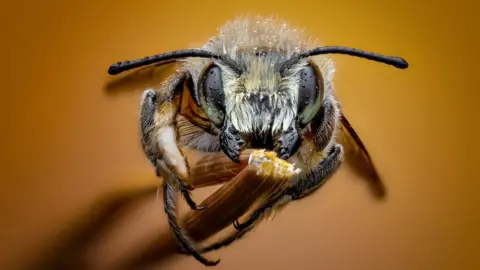 In pictures: 'Unseen alien world' of bugs captured
