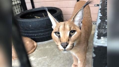 Lincolnshire wildlife park rehomes two caracal cats - BBC News