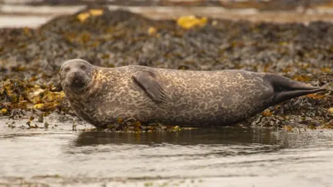 Seal cull 'not best solution' to boost fish stock