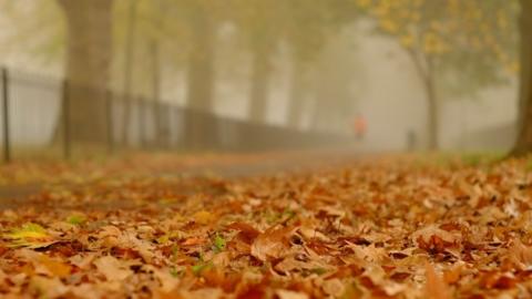 Your pictures: Autumn - BBC News