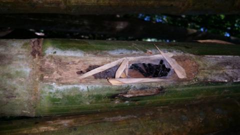 YouTuber discovers new species of tarantula inside bamboo - BBC Newsround