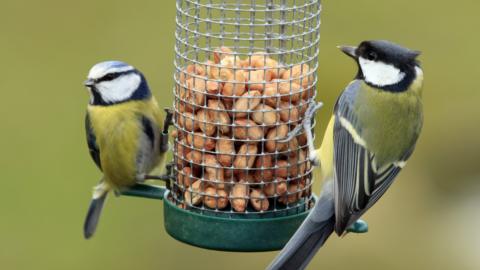 RSPB Big Garden Birdwatch 2024: Your pictures - BBC News
