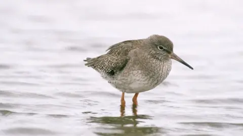 Dover: Site transformed into wetland habitat for rare species