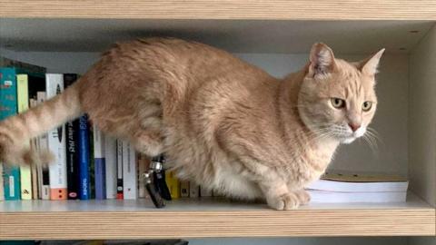 Bionic cat Vito becomes 'superstar' with his prosthetic legs - BBC News